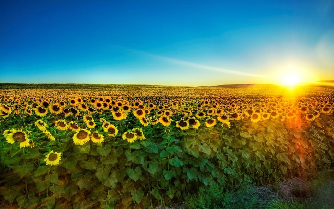 Sunflower Field Wallpapers - Top Free Sunflower Field Backgrounds ...