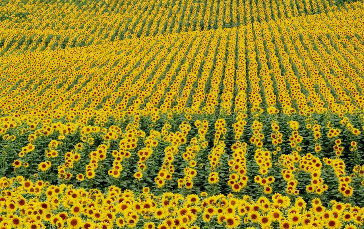 Sunflower Field Wallpapers - Top Free Sunflower Field Backgrounds ...