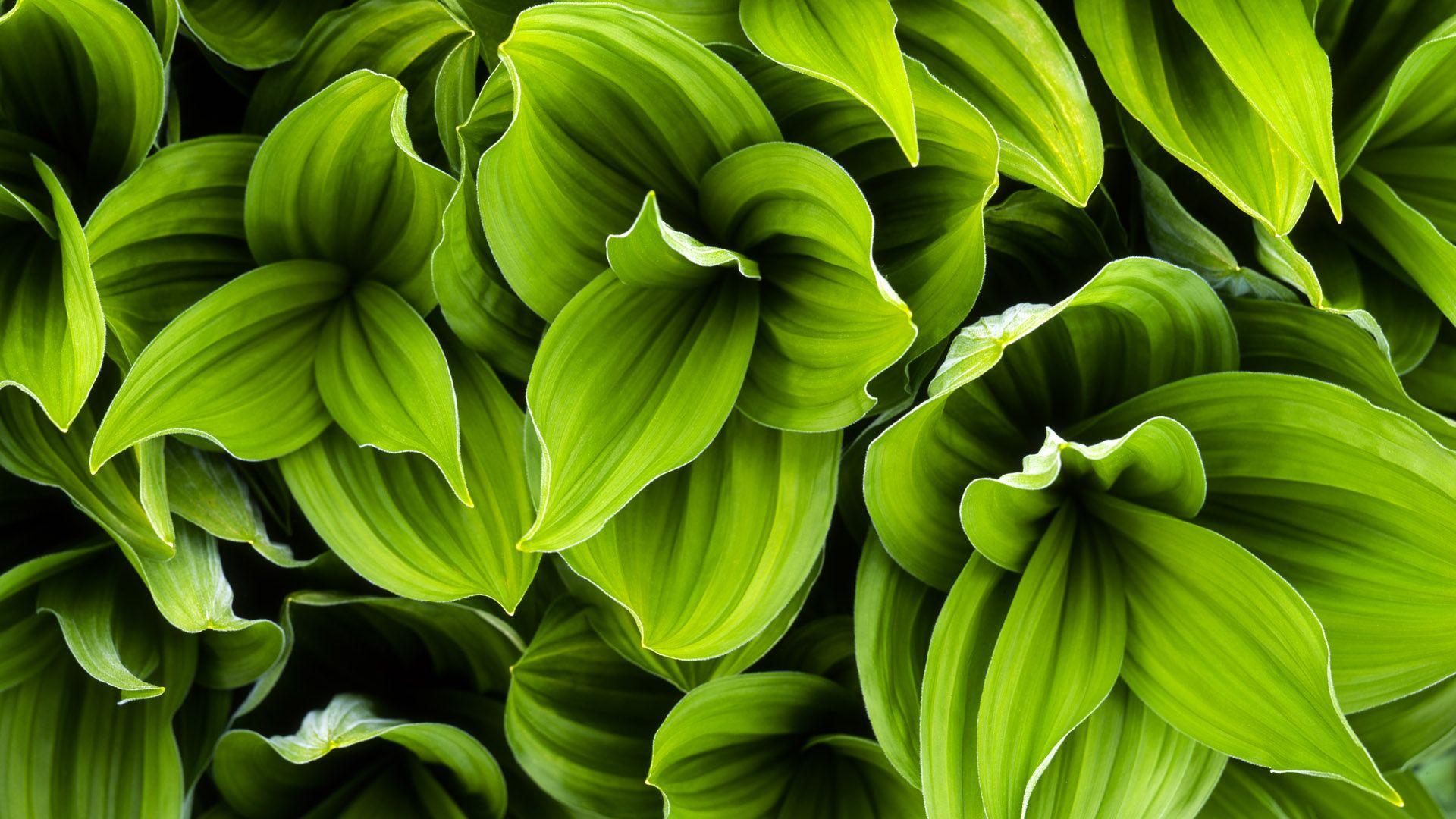 Hydroponics Wallpapers - Top Free Hydroponics Backgrounds - WallpaperAccess