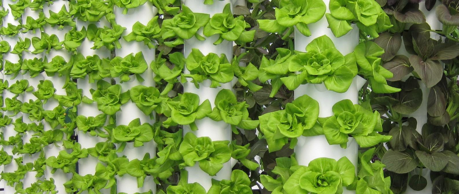 Hydroponics Wallpapers - Top Free Hydroponics Backgrounds - WallpaperAccess