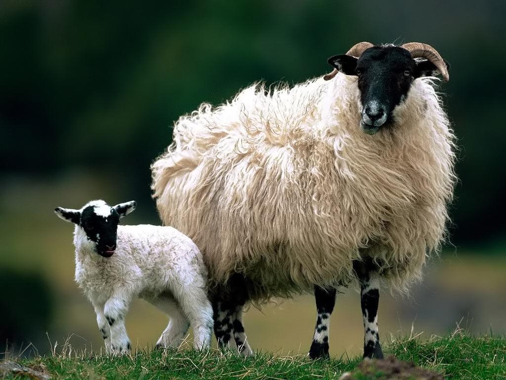 Sheep Wallpapers - Top Free Sheep Backgrounds - WallpaperAccess