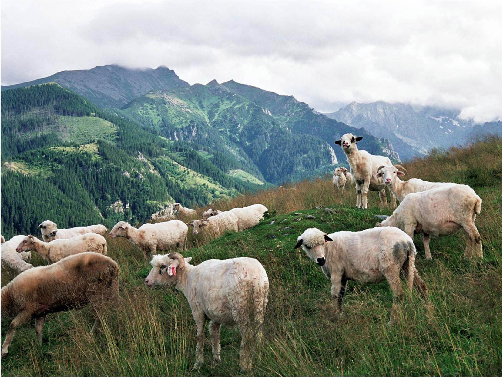 Sheep Wallpapers - Top Free Sheep Backgrounds - WallpaperAccess