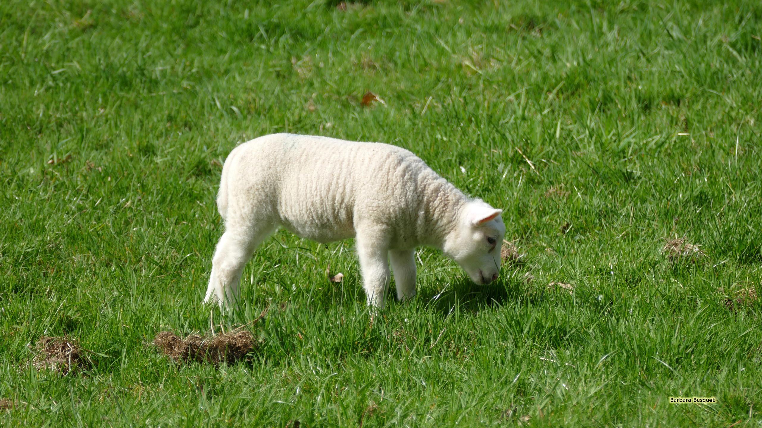 Sheep Wallpapers - Top Free Sheep Backgrounds - WallpaperAccess