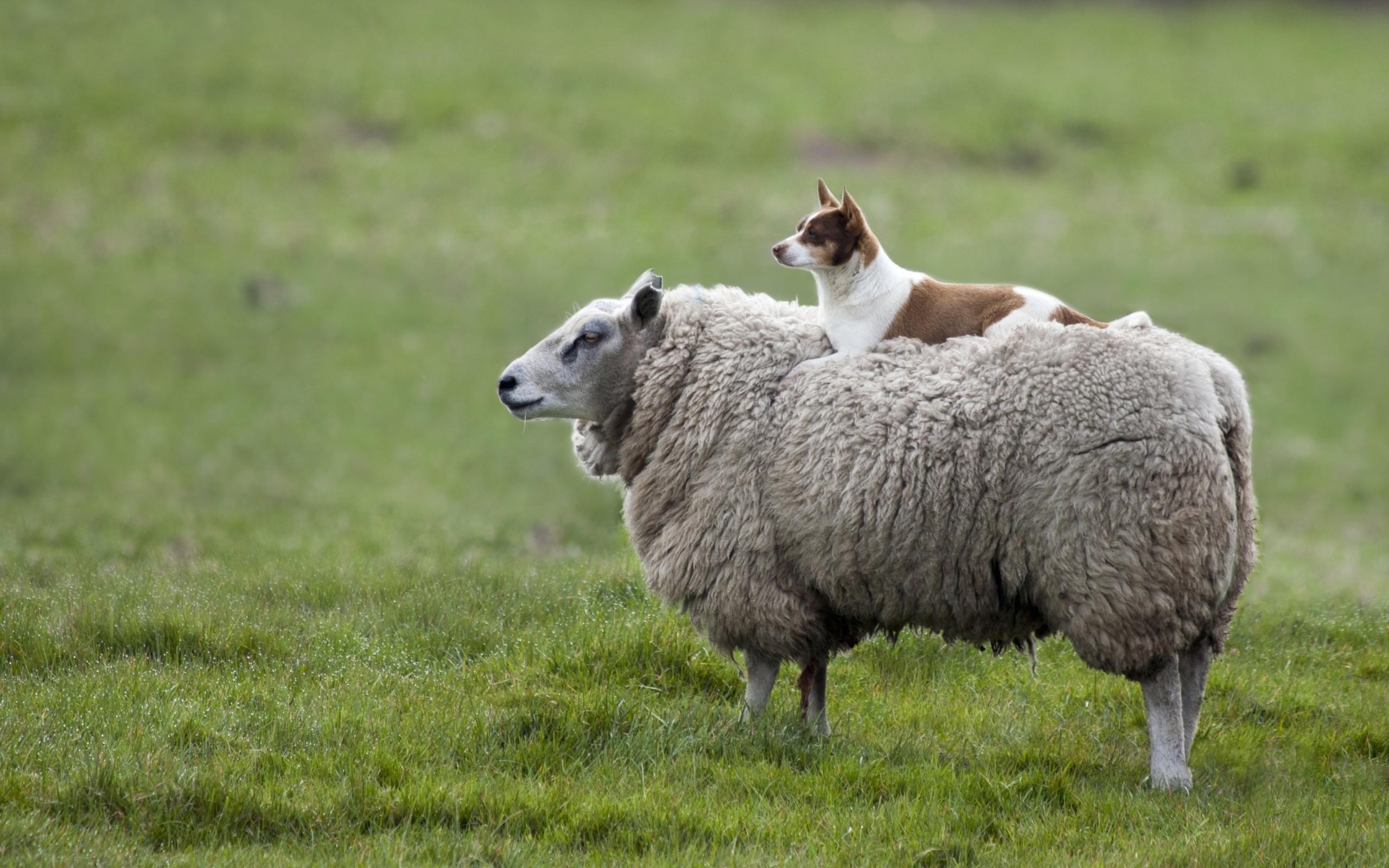 Sheep Wallpapers - Top Free Sheep Backgrounds - WallpaperAccess