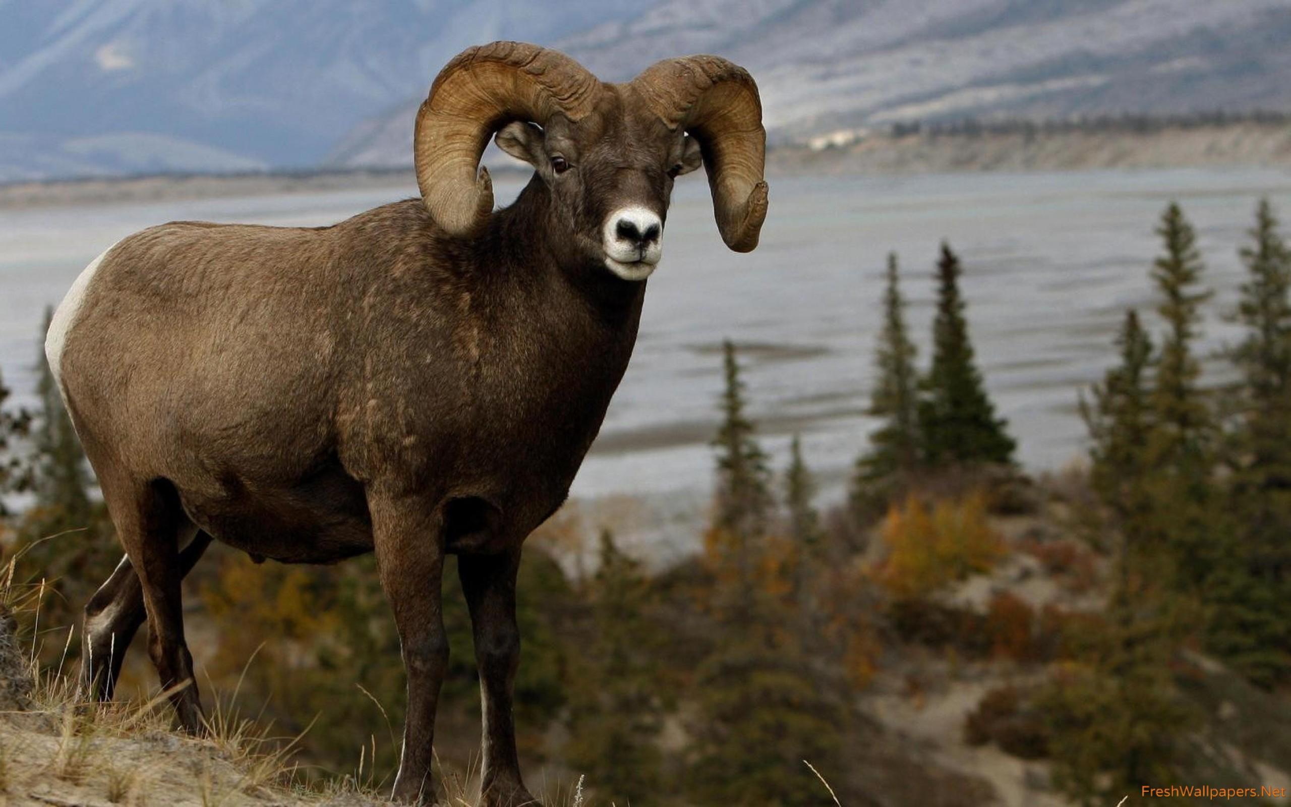 Sheep Wallpapers - Top Free Sheep Backgrounds - WallpaperAccess