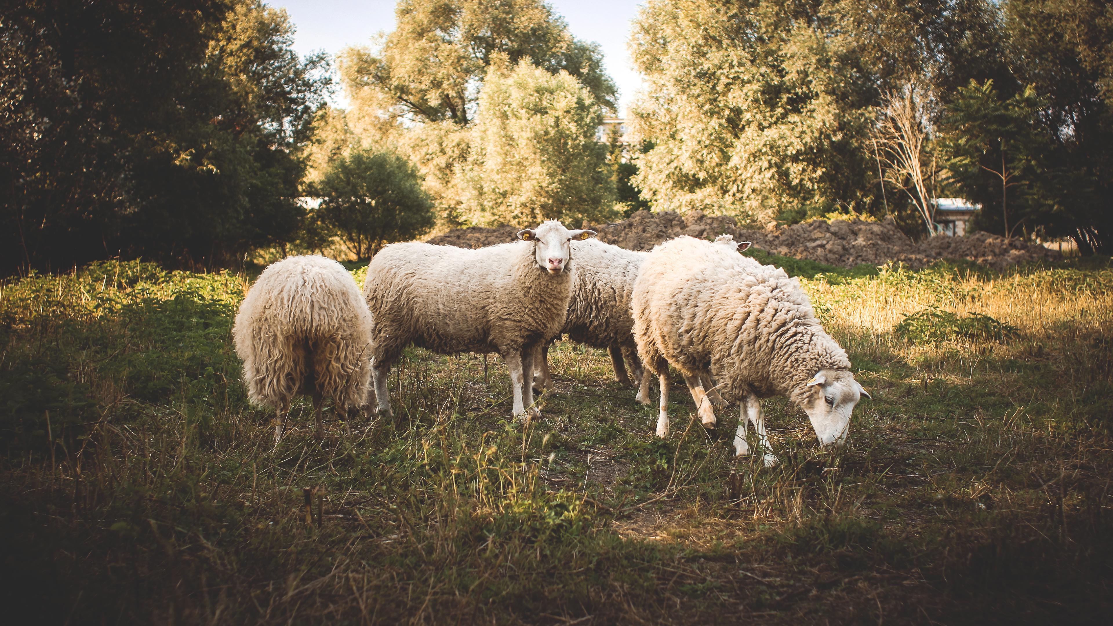 Sheep Wallpapers - Top Free Sheep Backgrounds - WallpaperAccess