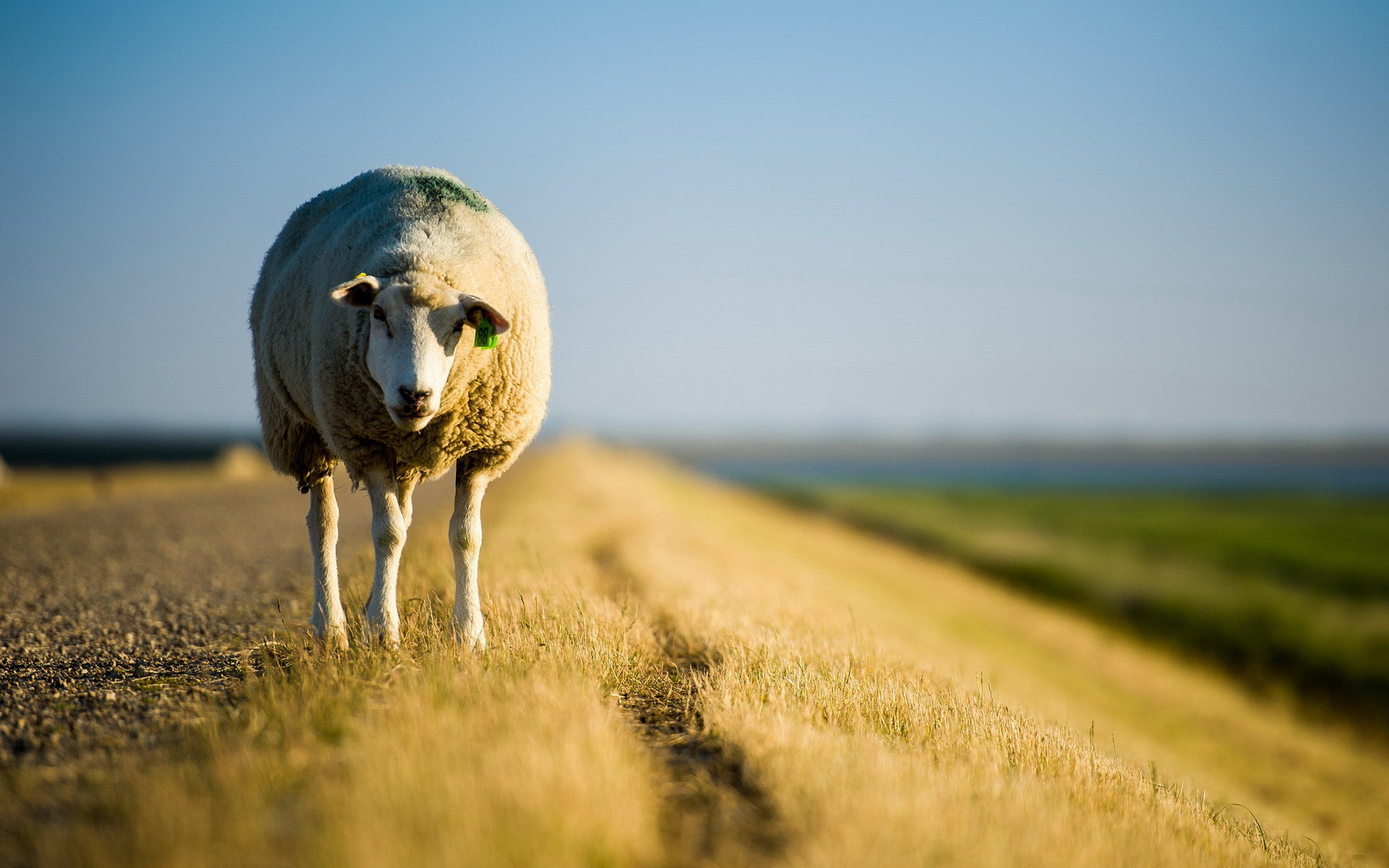 Sheep Wallpapers - Top Free Sheep Backgrounds - WallpaperAccess
