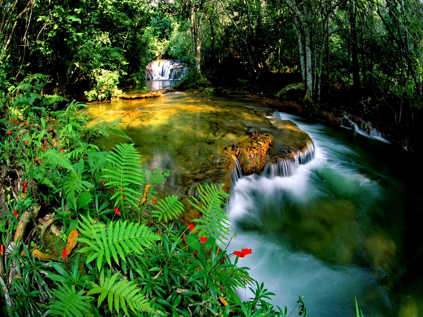 HD Jungle Wallpapers - Top Free HD Jungle Backgrounds - WallpaperAccess