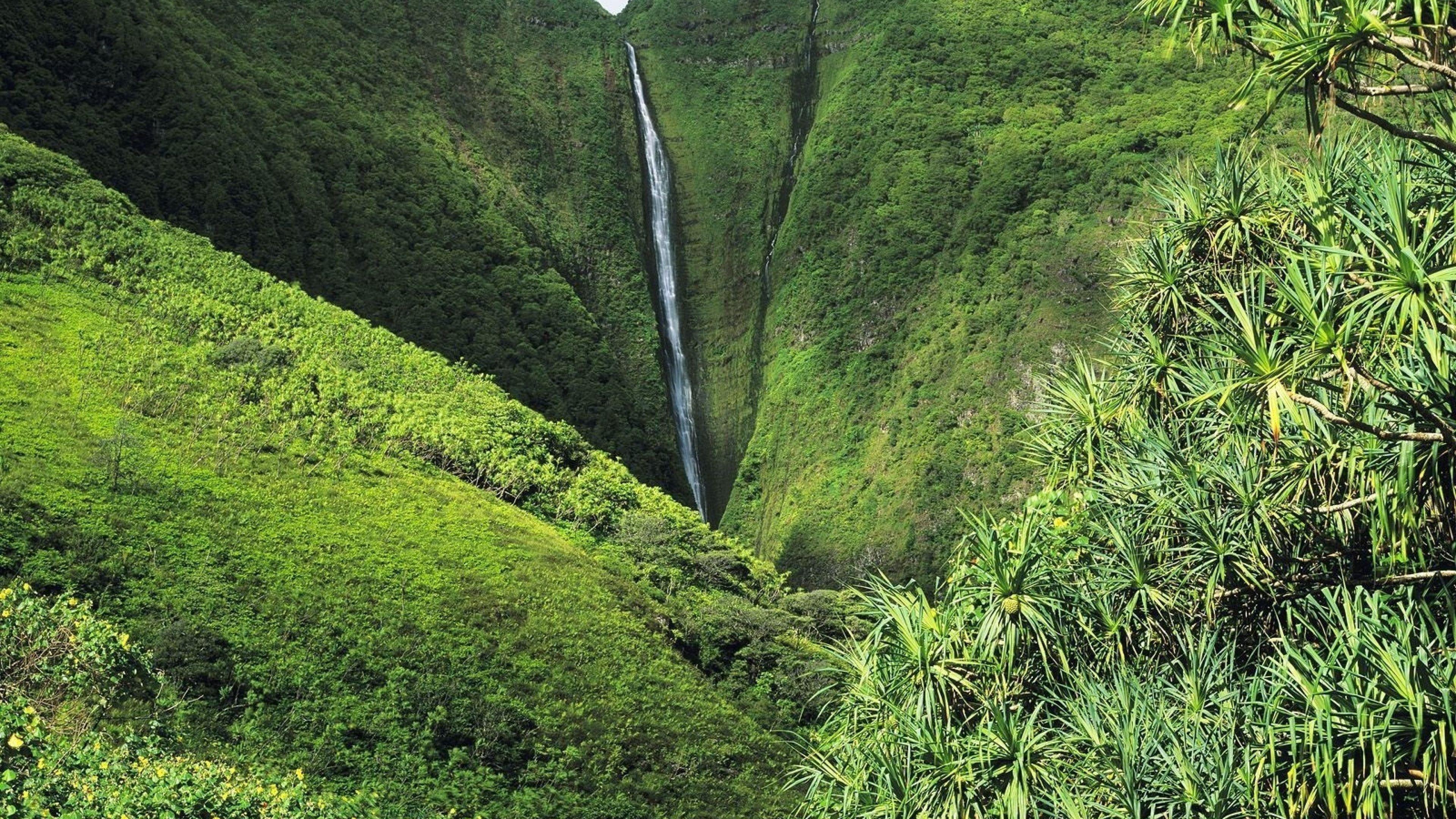 4K Jungle Desktop Wallpapers - Top Free 4K Jungle Desktop Backgrounds ...