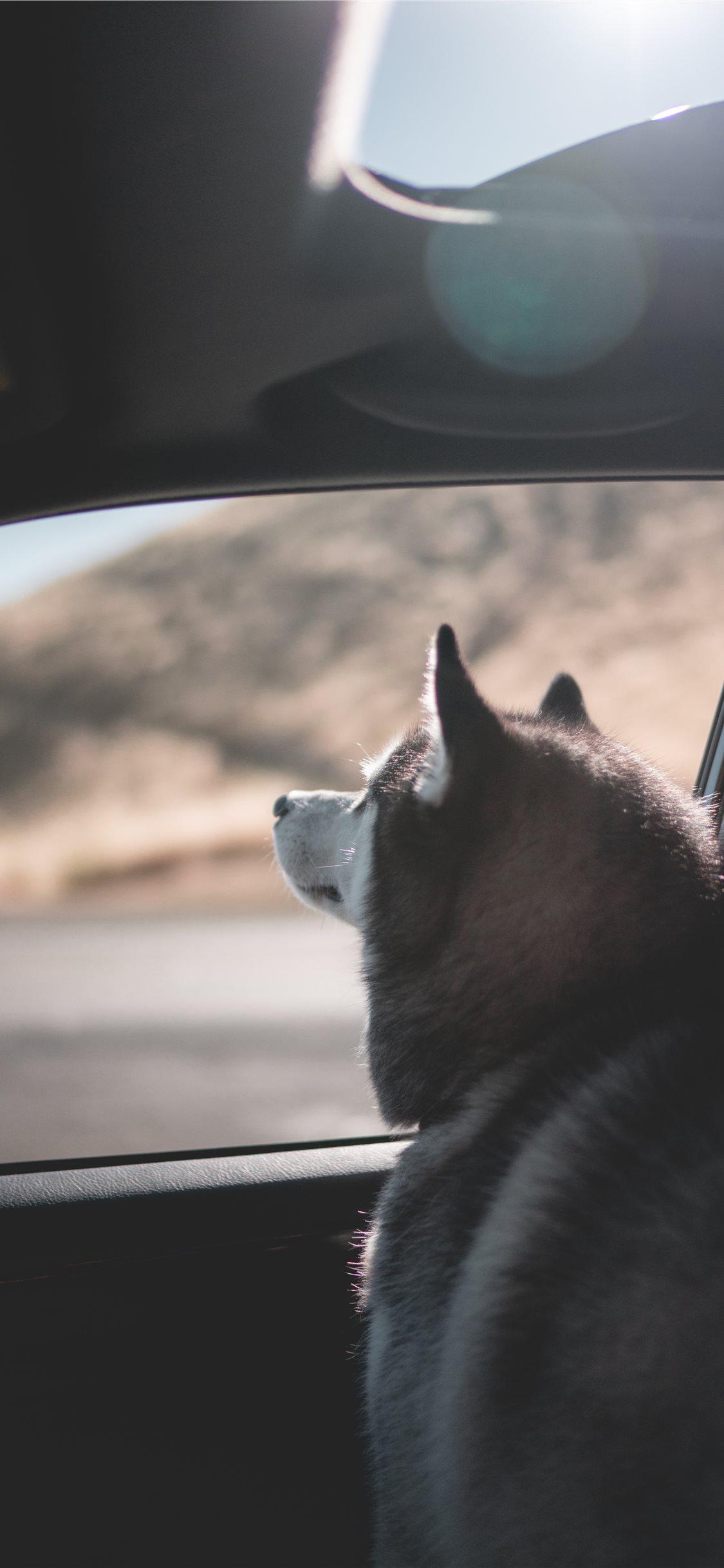 Dogs iPhone Wallpapers - Top Free Dogs iPhone Backgrounds - WallpaperAccess