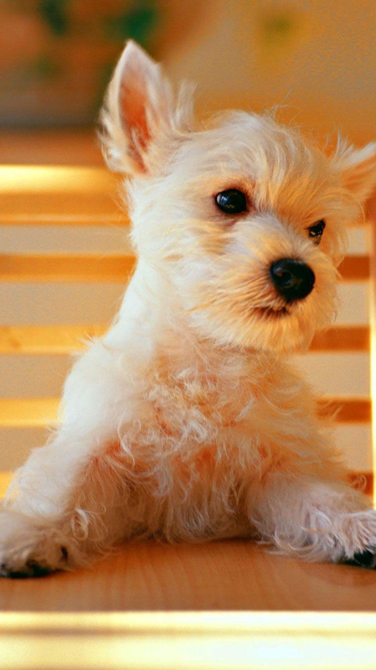 Dogs iPhone Wallpapers - Top Free Dogs iPhone Backgrounds - WallpaperAccess