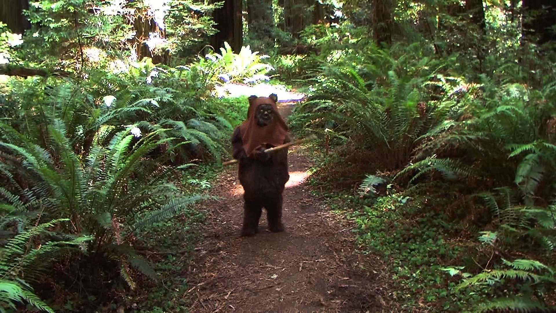 Ewok Wallpapers - Top Free Ewok Backgrounds - WallpaperAccess