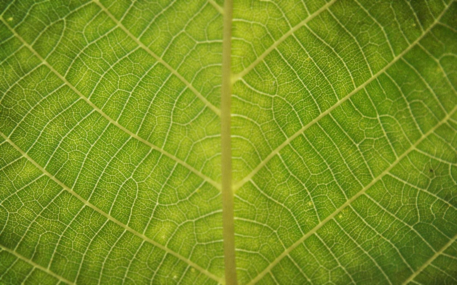 Sustainability Wallpapers - Top Free Sustainability Backgrounds ...