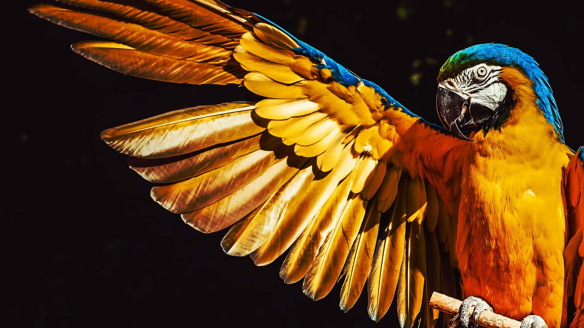 Parrot Security Wallpapers - Top Free Parrot Security Backgrounds ...