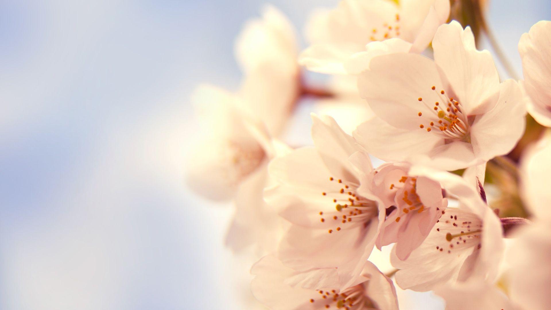 Cherry Blossom Vintage Wallpapers - Top Free Cherry Blossom Vintage ...