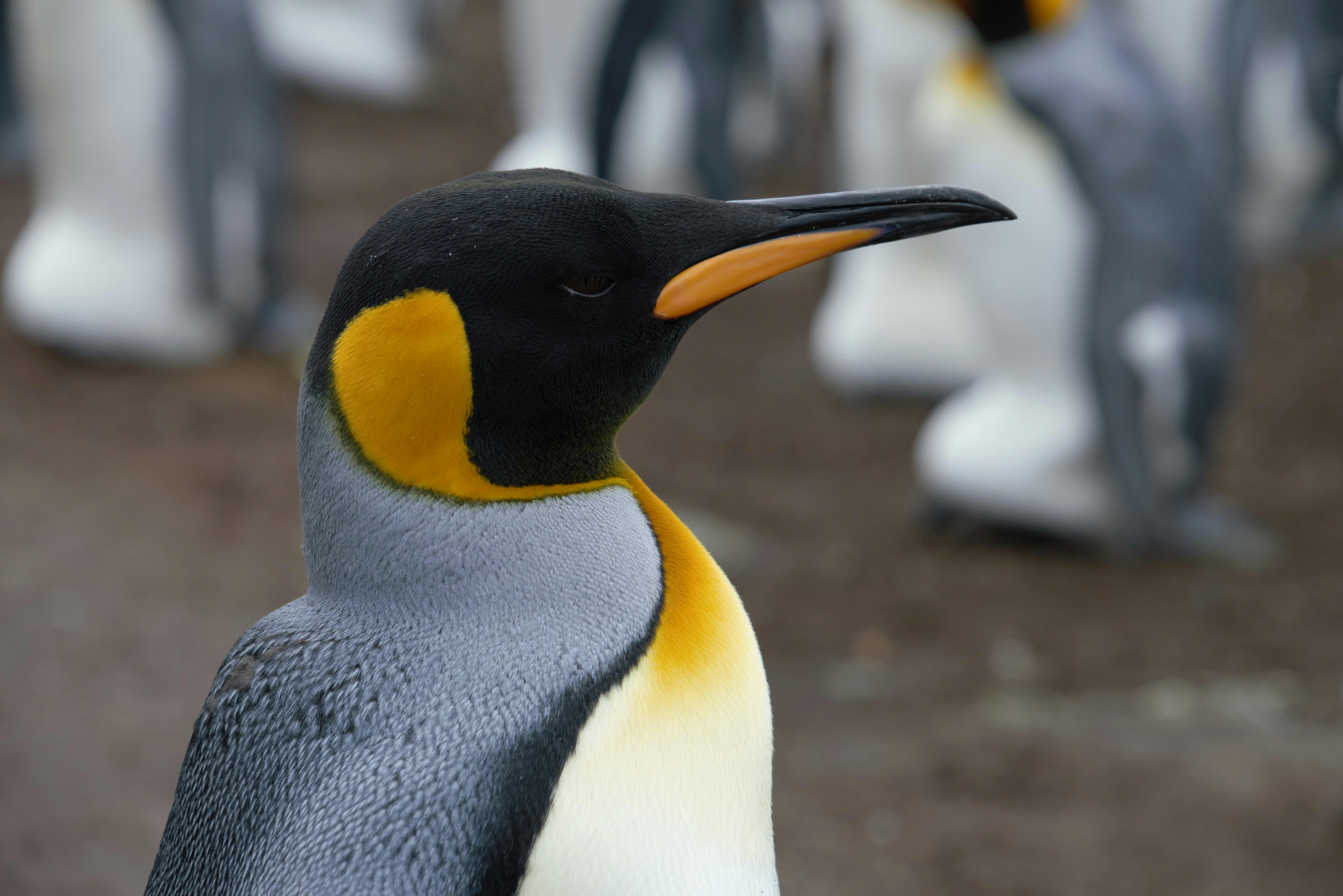Emperor Penguin Wallpapers - Top Free Emperor Penguin Backgrounds ...