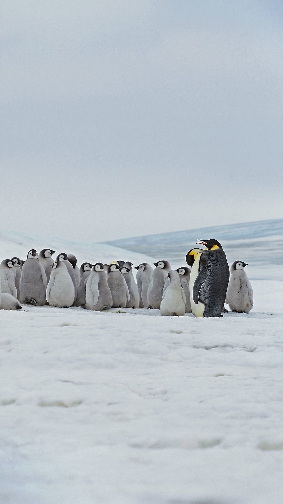 Emperor Penguin Wallpapers - Top Free Emperor Penguin Backgrounds ...