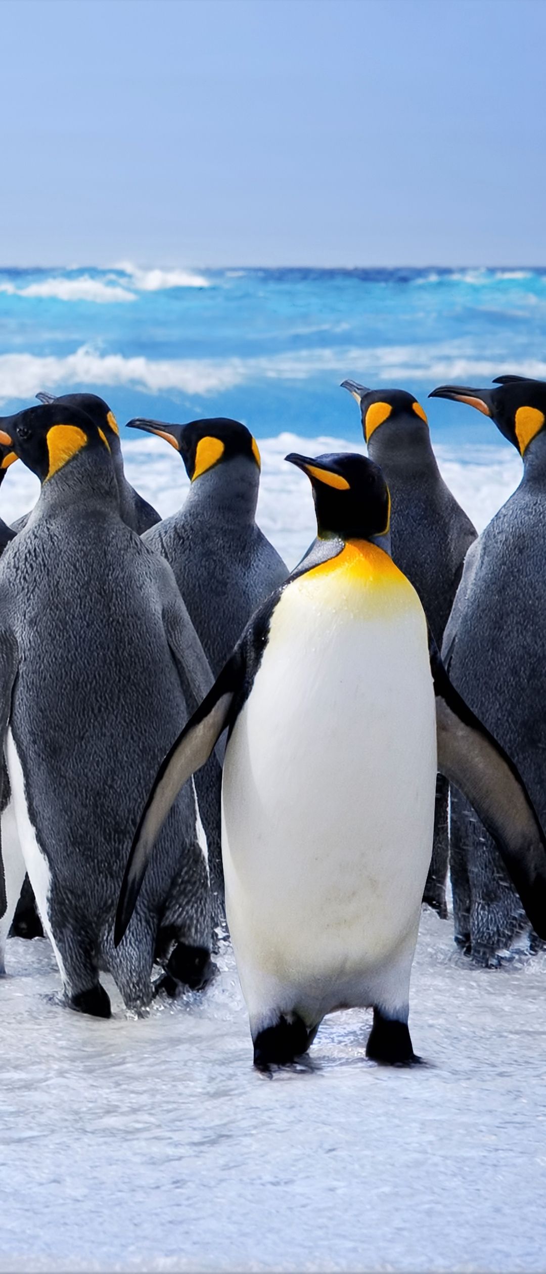 Emperor Penguin Wallpapers - Top Free Emperor Penguin Backgrounds ...