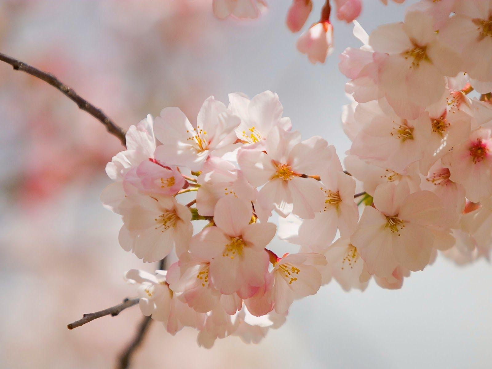 Cherry Blossom Vintage Wallpapers - Top Free Cherry Blossom Vintage ...