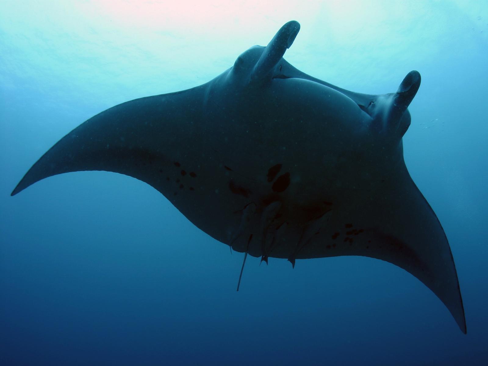 Manta Ray Wallpapers - Top Free Manta Ray Backgrounds - WallpaperAccess