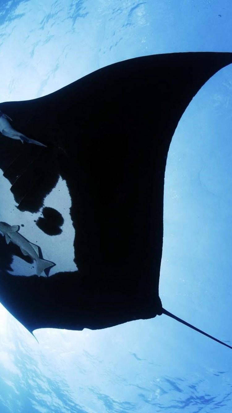 Manta Ray Wallpapers - Top Free Manta Ray Backgrounds - WallpaperAccess
