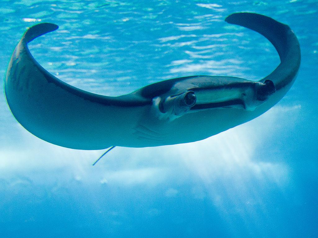 Manta Ray Wallpapers - Top Free Manta Ray Backgrounds - WallpaperAccess