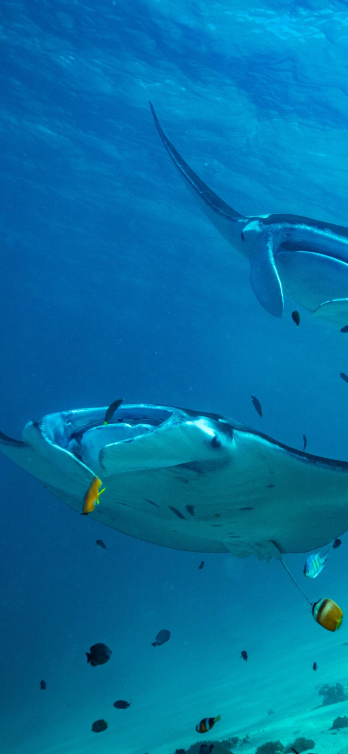 Manta Ray Wallpapers - Top Free Manta Ray Backgrounds - WallpaperAccess