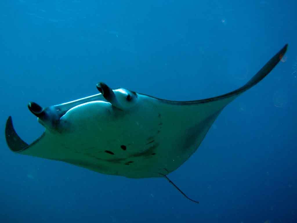 Manta Ray Wallpapers - Top Free Manta Ray Backgrounds - WallpaperAccess