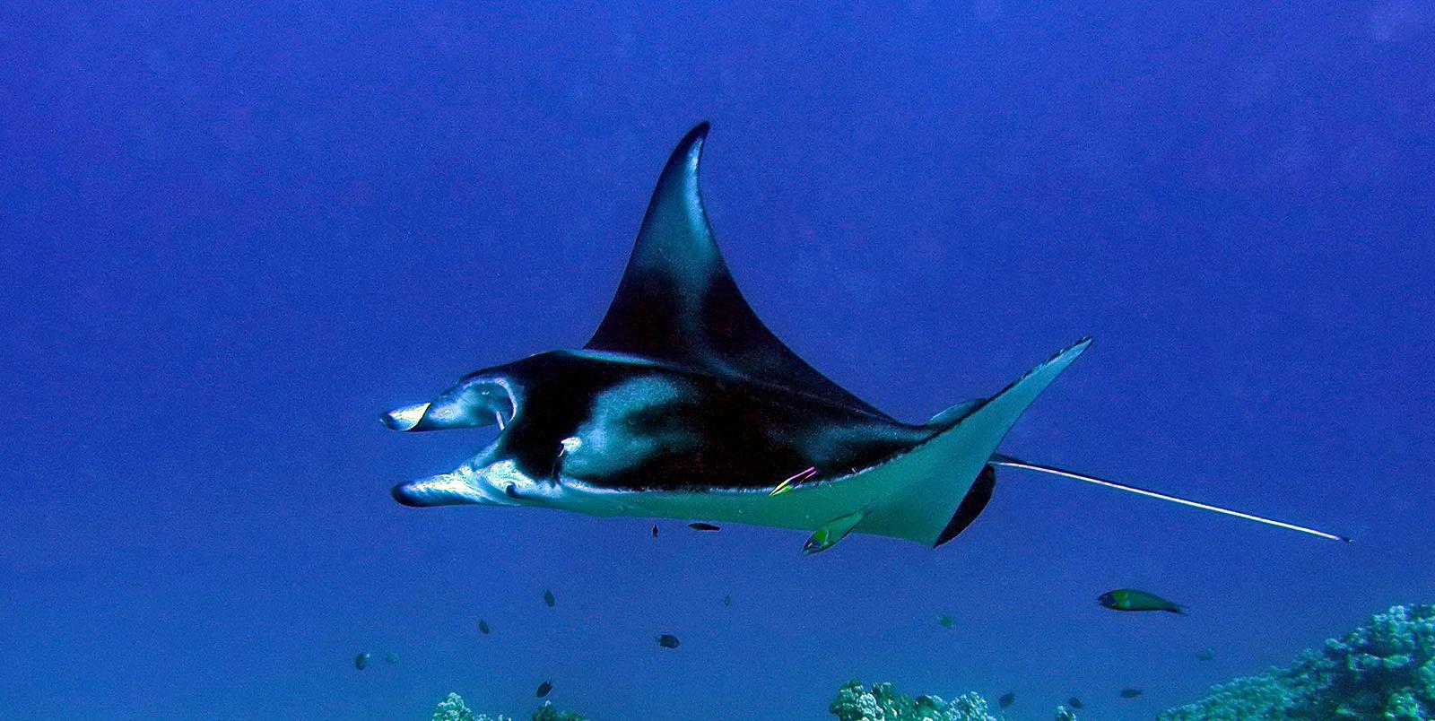 Manta Ray Wallpapers - Top Free Manta Ray Backgrounds - WallpaperAccess