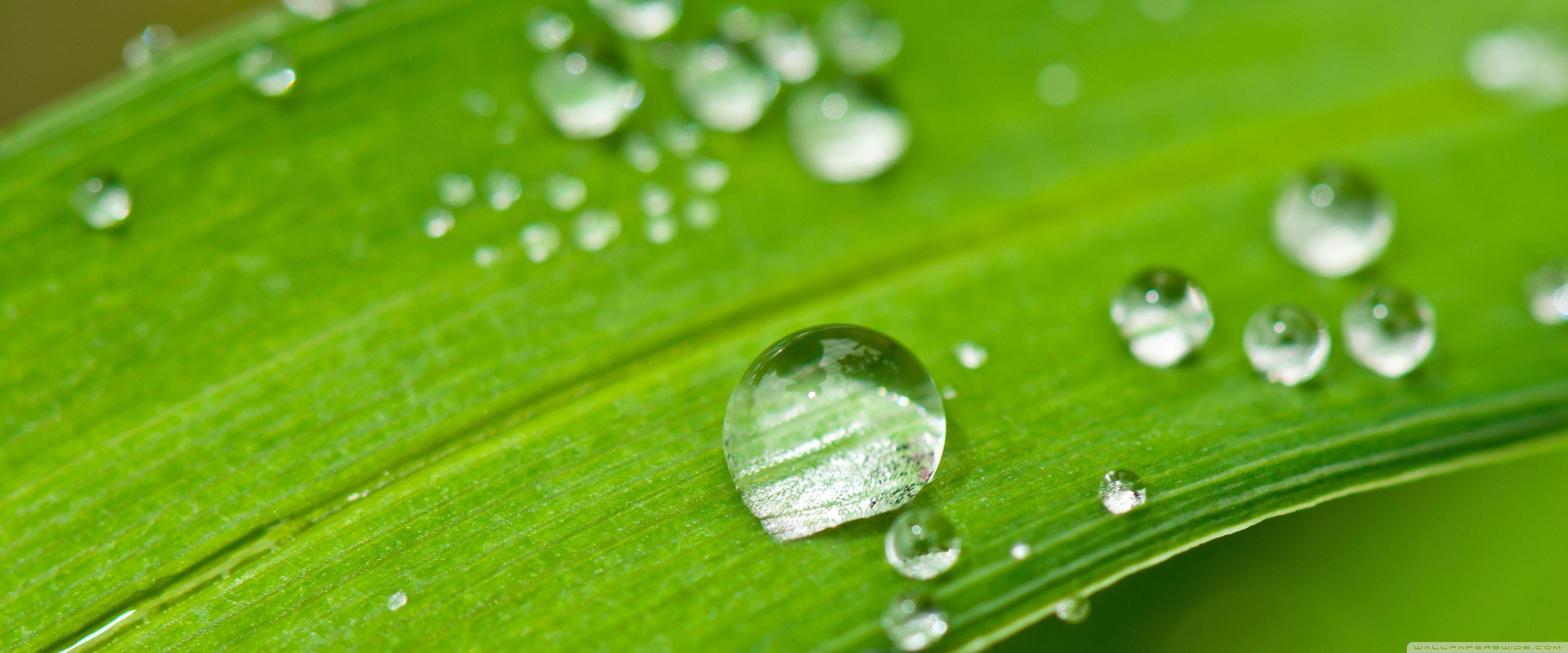 Green Grass Wallpapers - Top Free Green Grass Backgrounds - WallpaperAccess