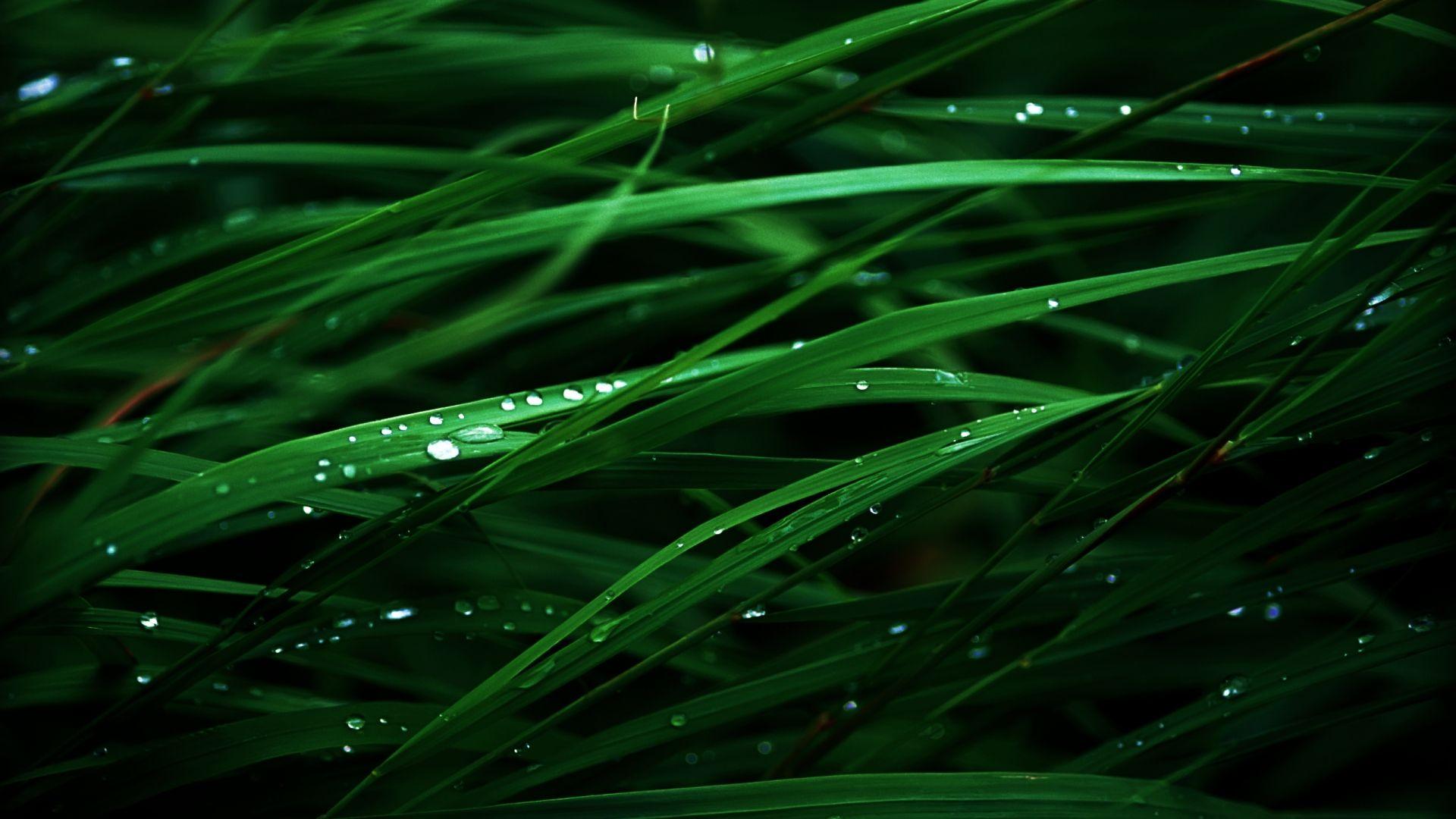 Green Grass Wallpapers Top Free Green Grass Backgrounds Wallpaperaccess