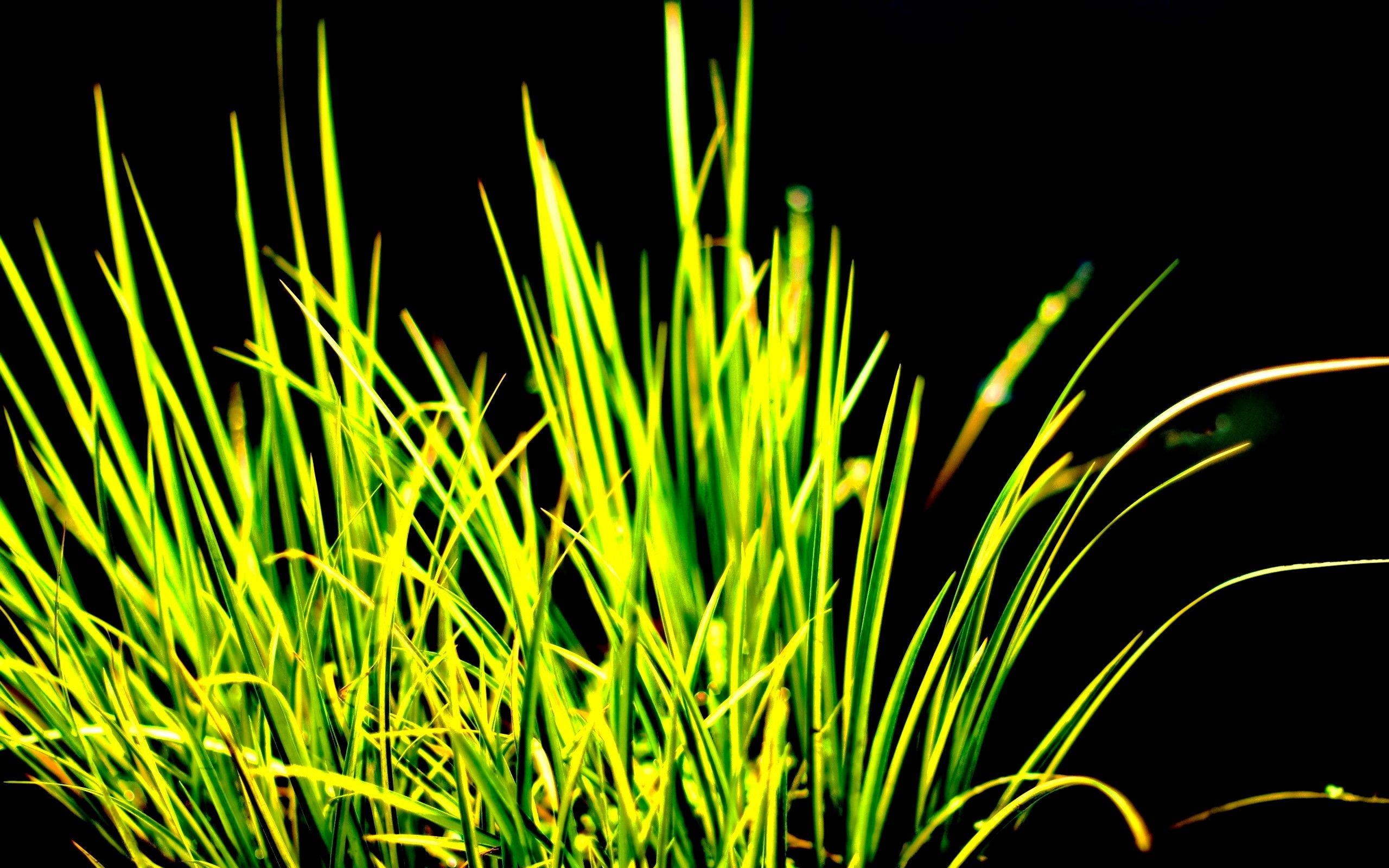 Green Grass Wallpapers - Top Free Green Grass Backgrounds - WallpaperAccess