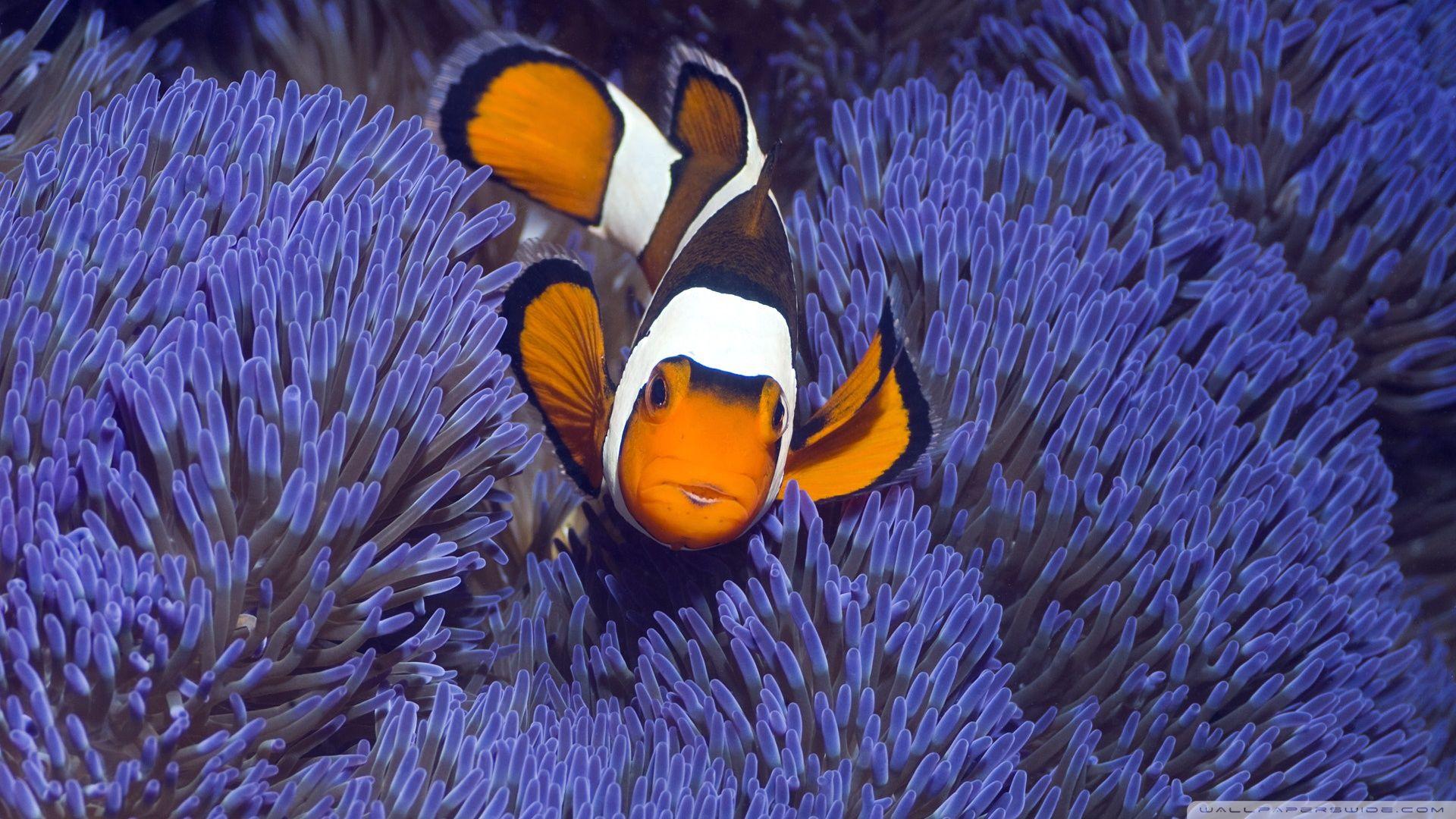 Clown Fish Wallpapers - Top Free Clown Fish Backgrounds - WallpaperAccess