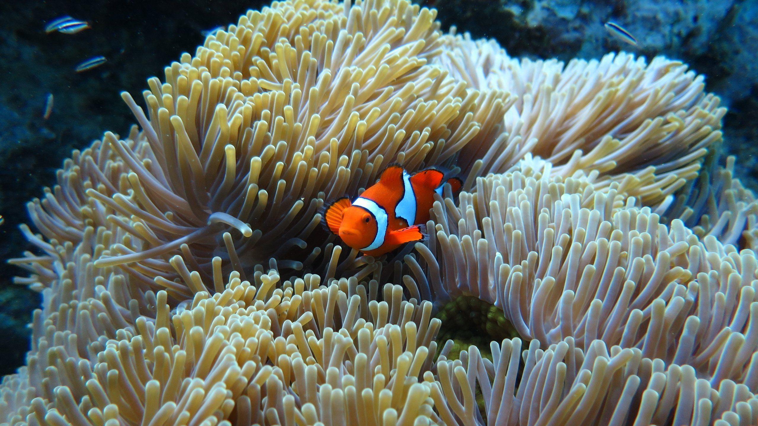 Clownfish Wallpapers - Top Free Clownfish Backgrounds - WallpaperAccess