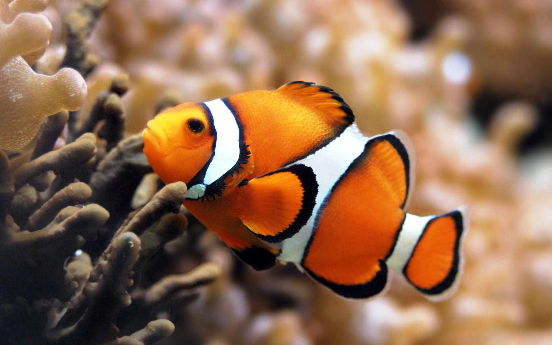 Clown Fish Wallpapers - Top Free Clown Fish Backgrounds - WallpaperAccess