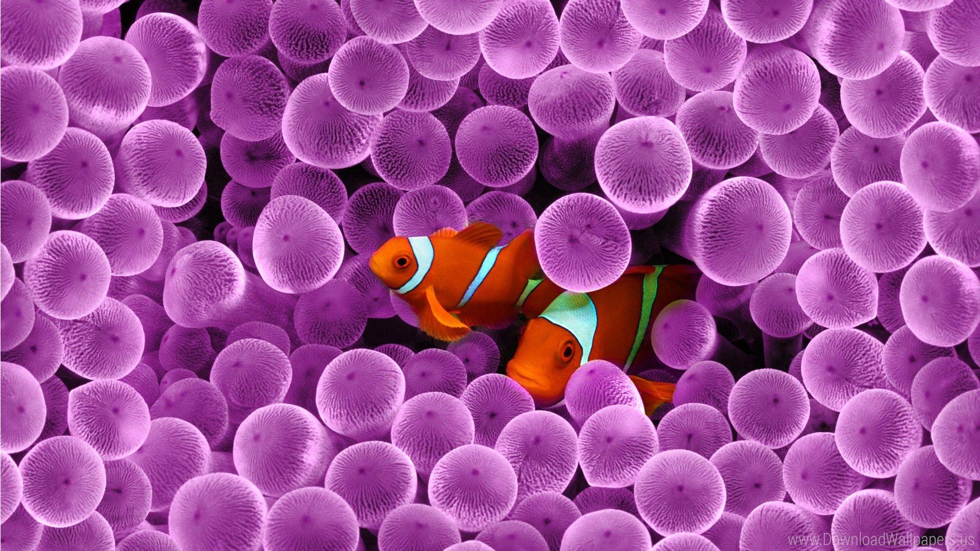 Clown Fish Wallpapers - Top Free Clown Fish Backgrounds - WallpaperAccess