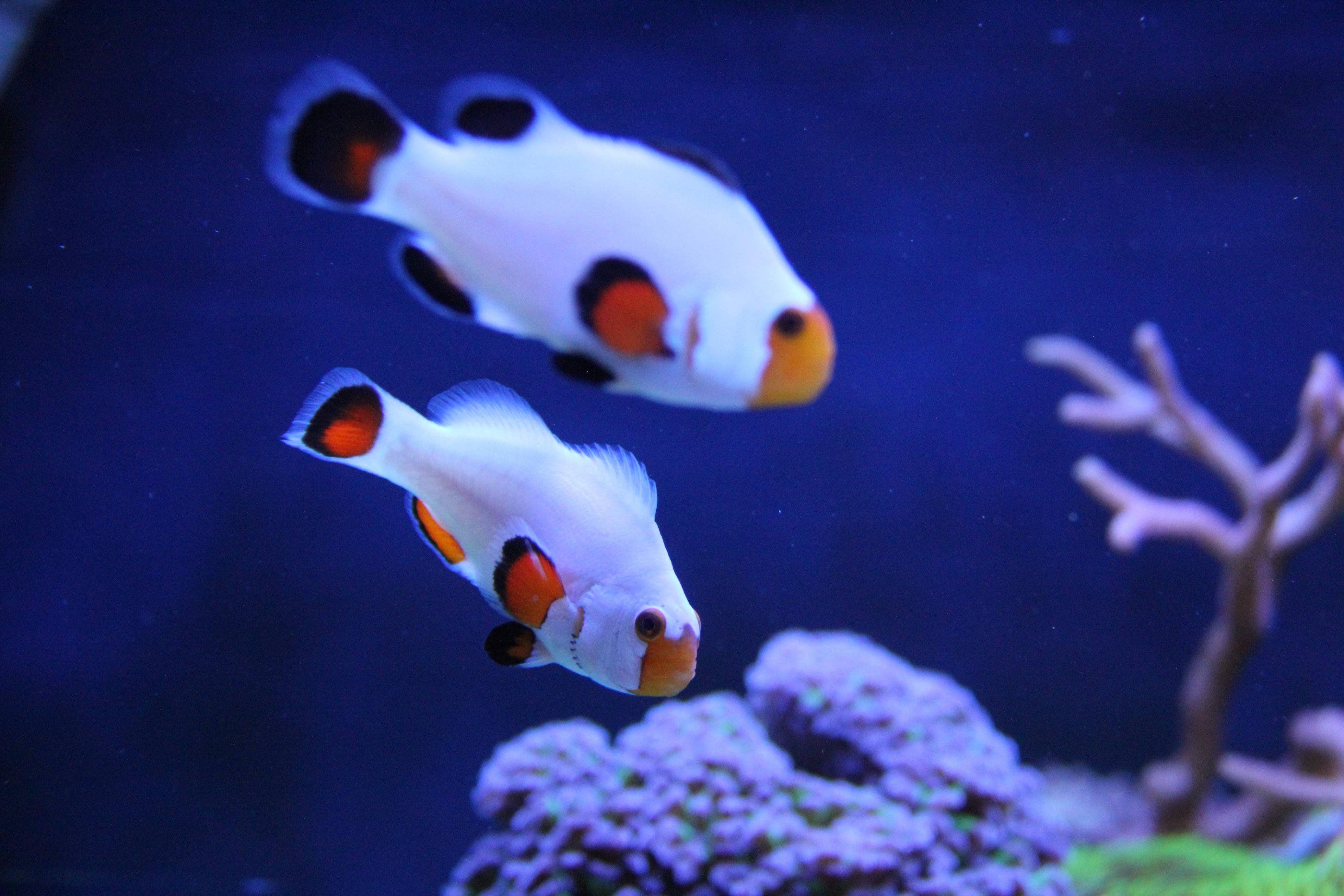 Clown Fish Wallpapers - Top Free Clown Fish Backgrounds - WallpaperAccess