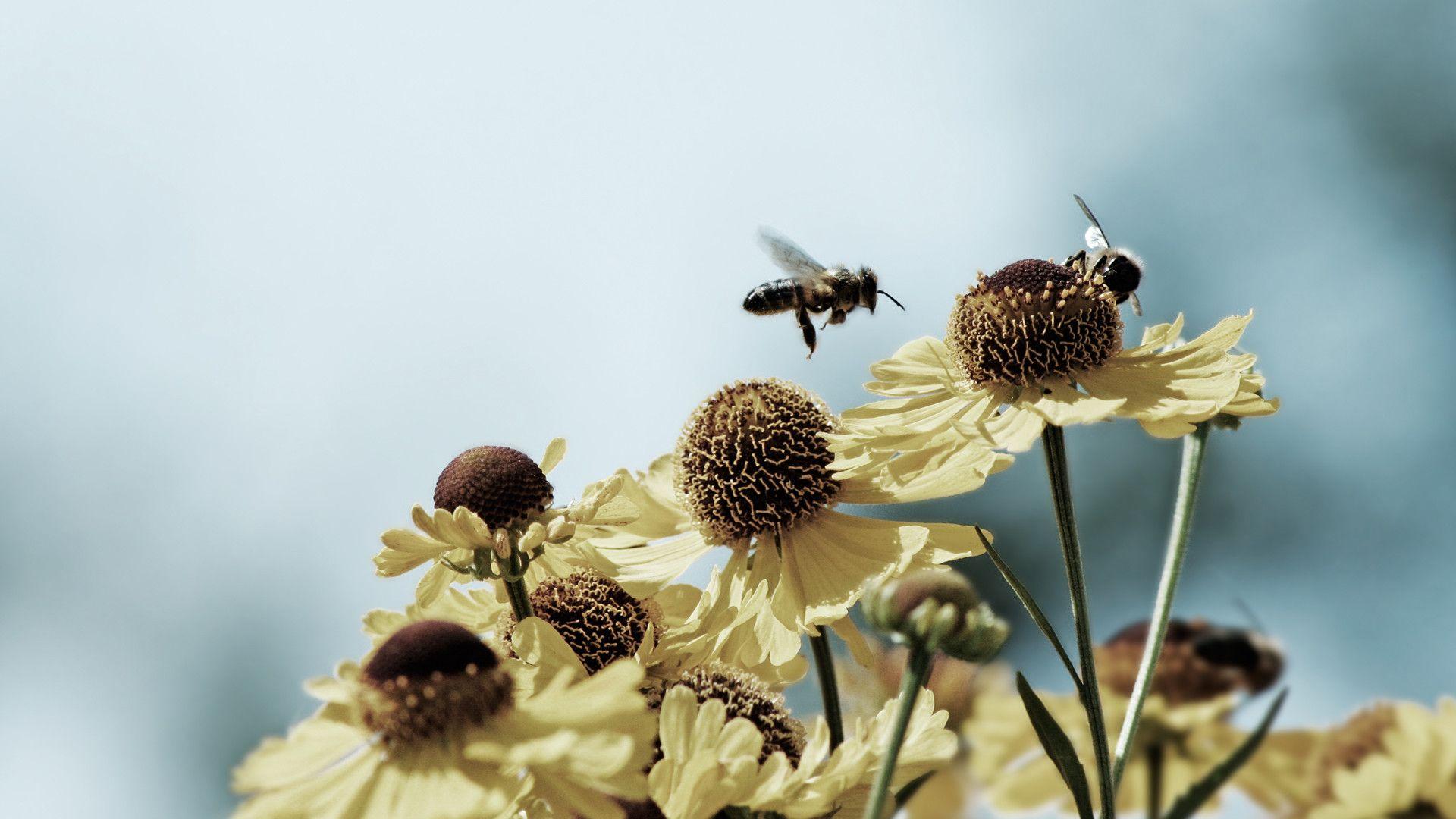 Bees Wallpapers - Top Free Bees Backgrounds - WallpaperAccess