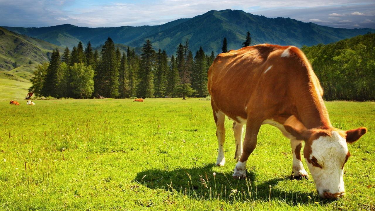 Cow Wallpapers - Top Free Cow Backgrounds - WallpaperAccess