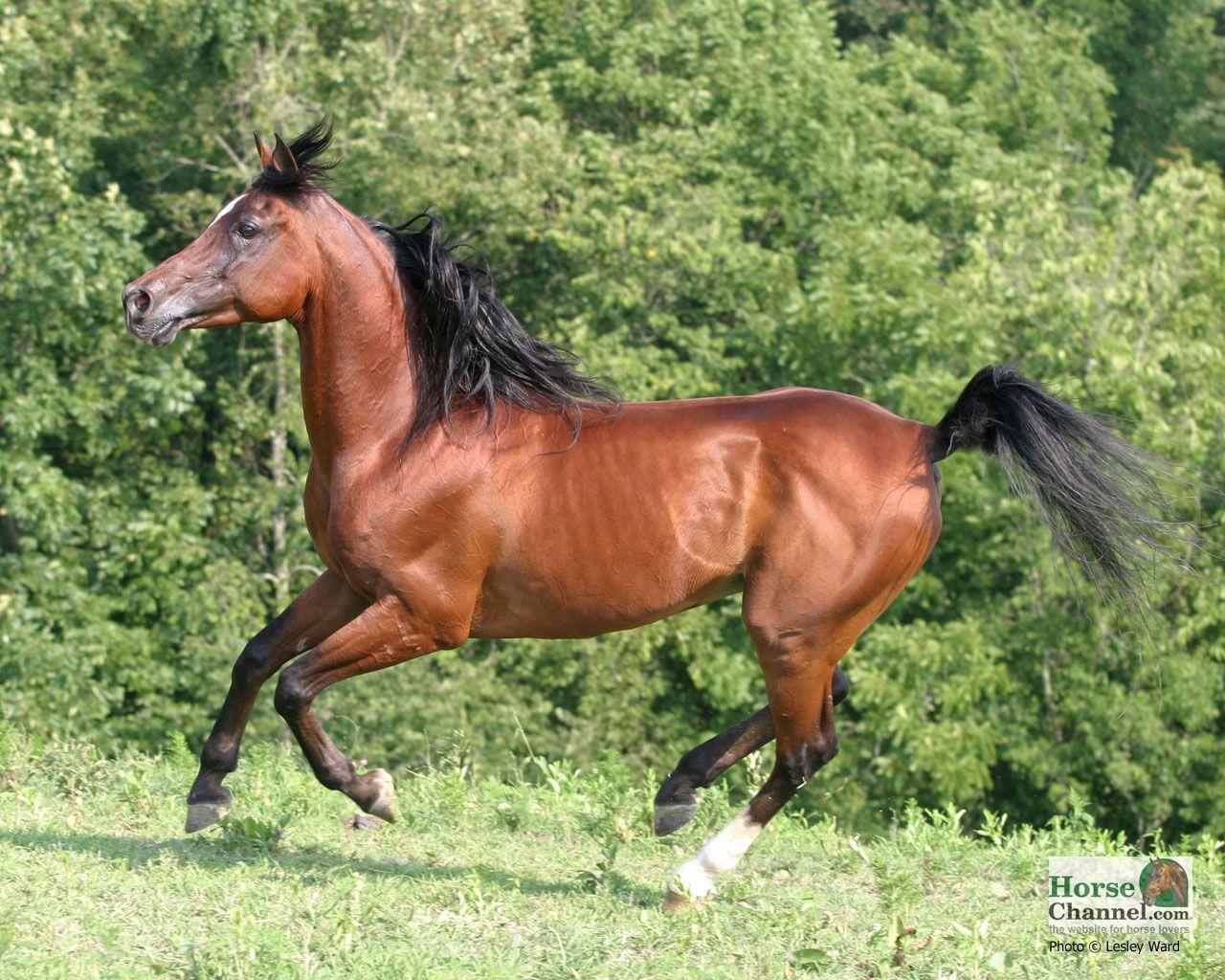 Arabian Horse Wallpapers - Top Free Arabian Horse Backgrounds ...