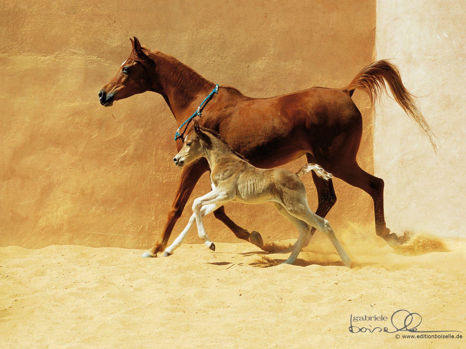 Arabian Horse Wallpapers - Top Free Arabian Horse Backgrounds ...