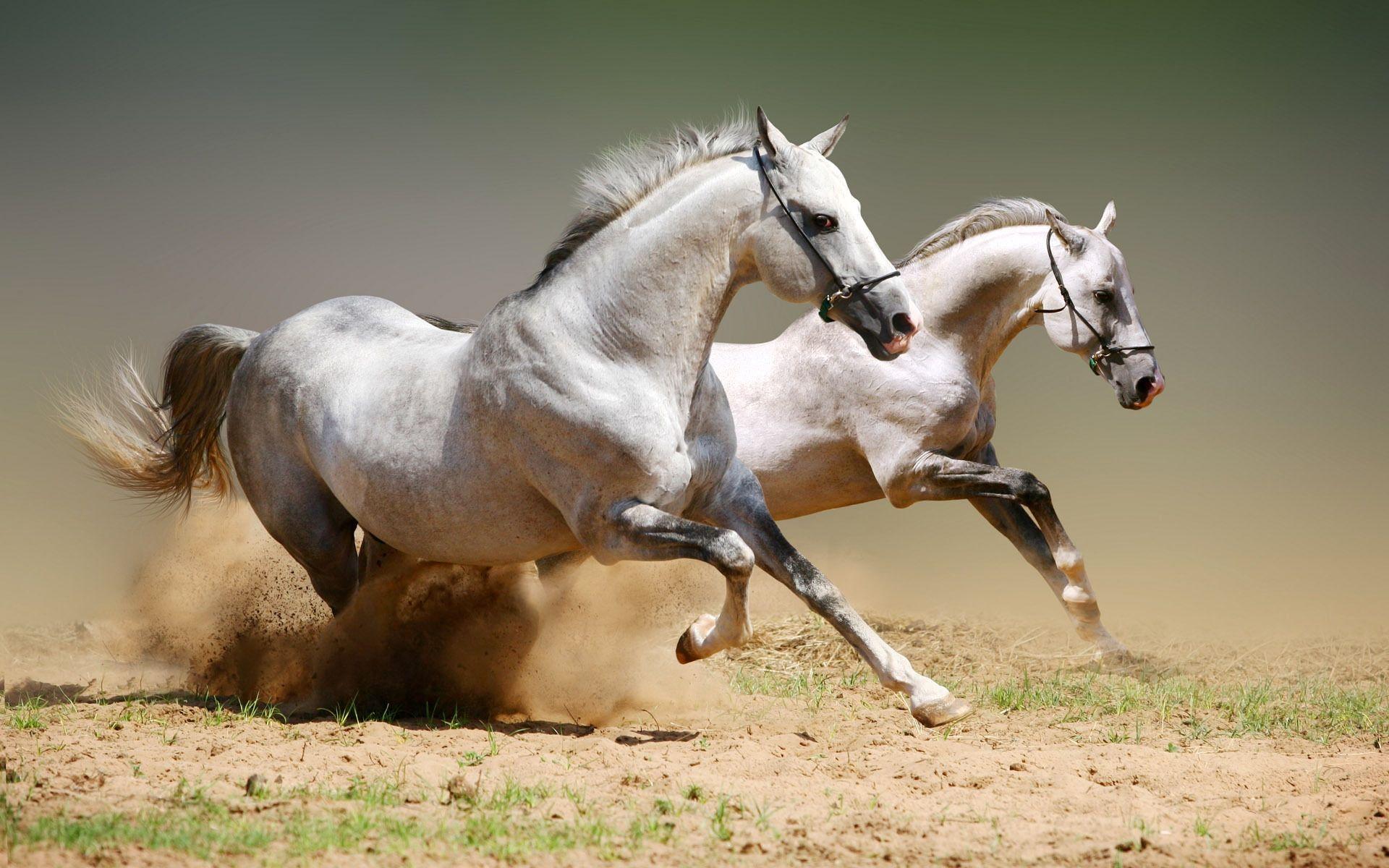 Arabian Horse Wallpapers - Top Free Arabian Horse Backgrounds ...
