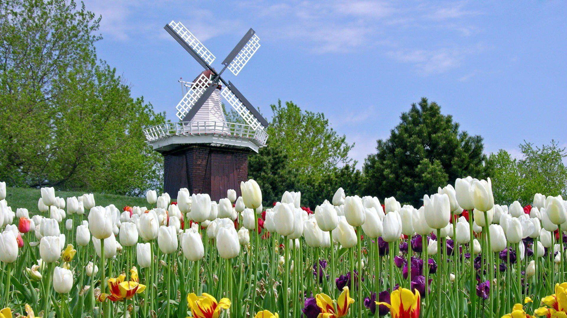 Windmill Wallpapers - Top Free Windmill Backgrounds - WallpaperAccess