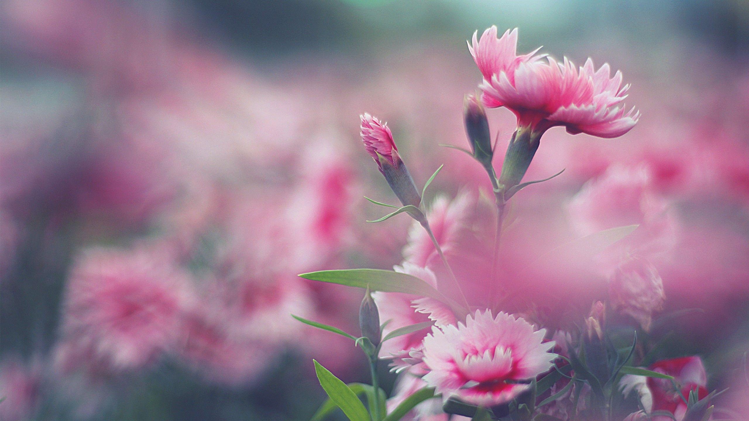 Pink Nature Wallpapers - Top Free Pink Nature Backgrounds - WallpaperAccess