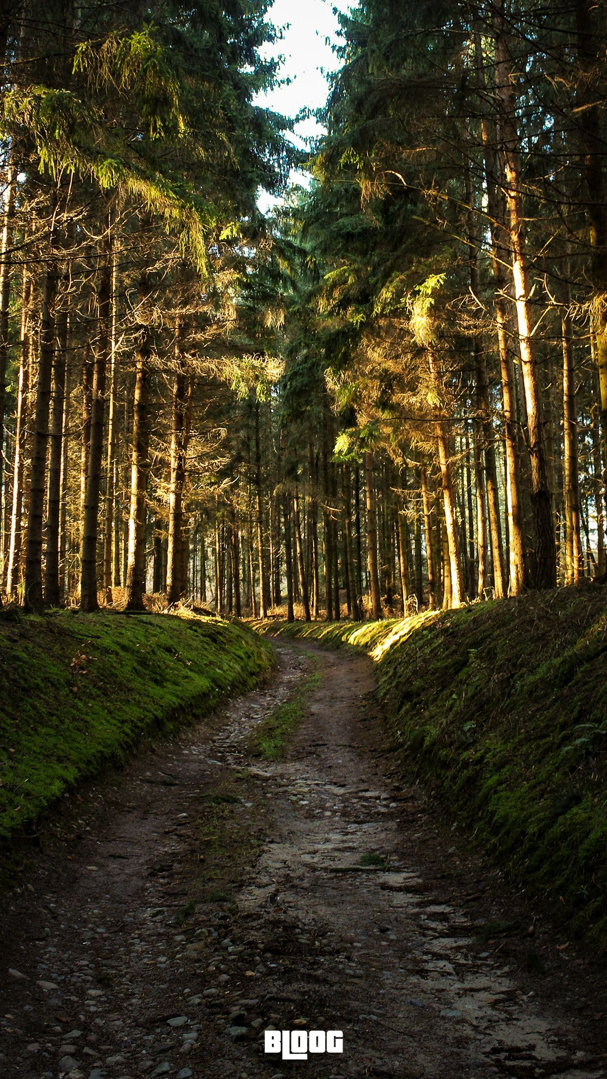 Orman Wallpapers - Top Free Orman Backgrounds - WallpaperAccess