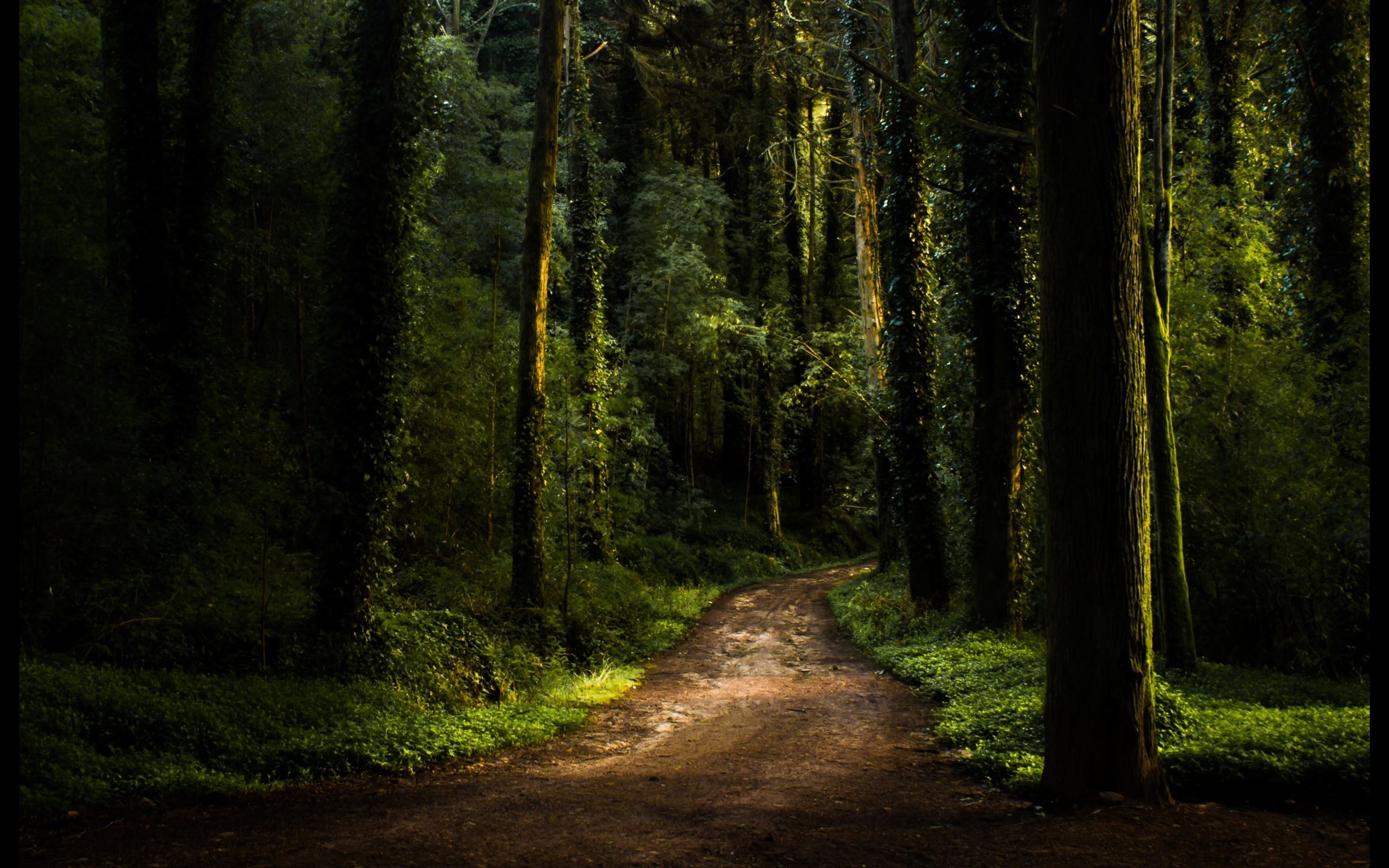 Orman Wallpapers - Top Free Orman Backgrounds - WallpaperAccess