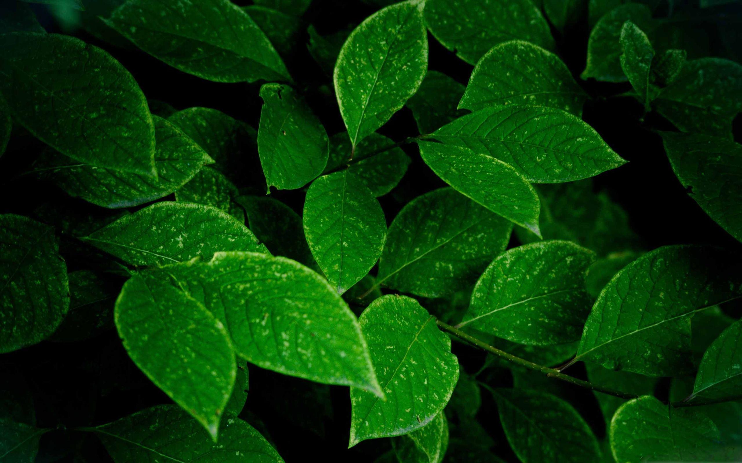 Green Leaf Wallpapers - Top Free Green Leaf Backgrounds - WallpaperAccess