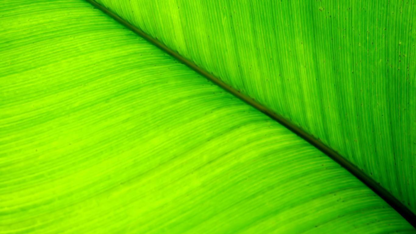 Green Leaf Wallpapers - Top Free Green Leaf Backgrounds - WallpaperAccess