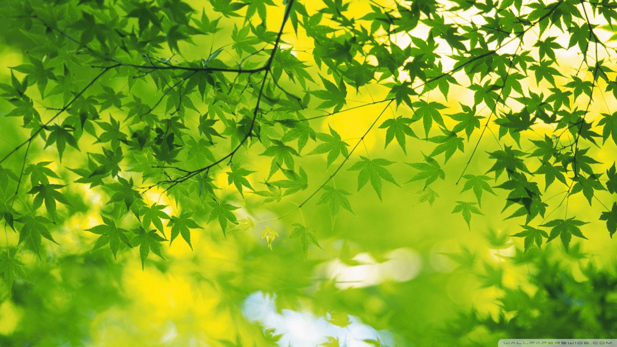Green Leaf Wallpapers - Top Free Green Leaf Backgrounds - WallpaperAccess