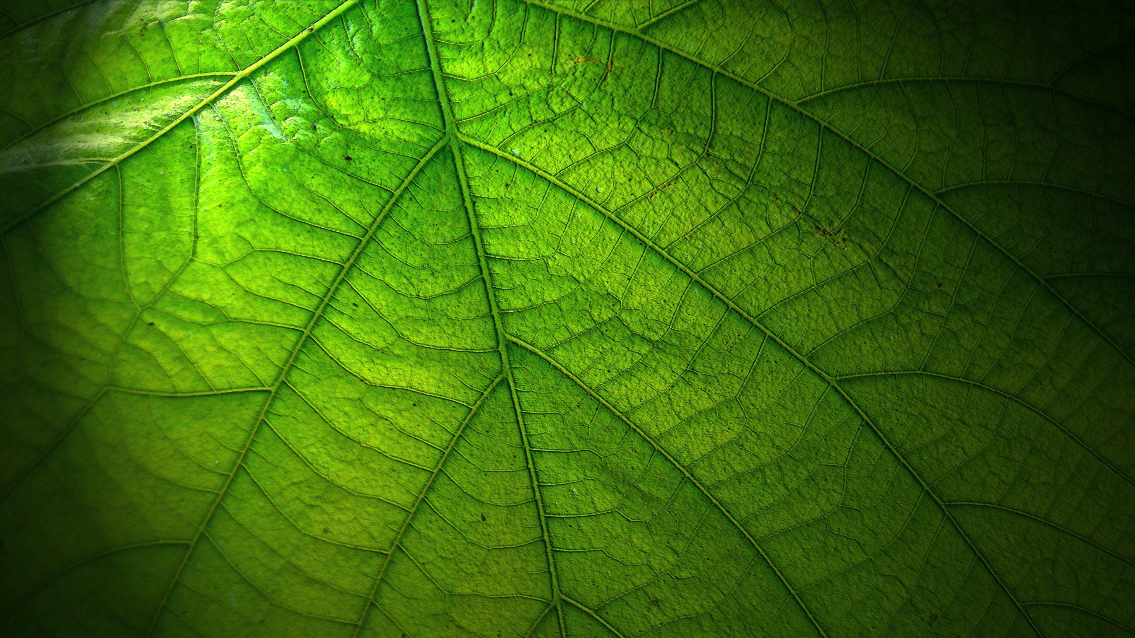 Green Leaf Wallpapers - Top Free Green Leaf Backgrounds - WallpaperAccess